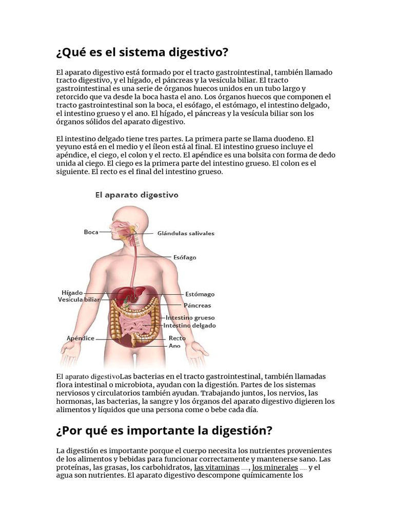 Sistema Digestivo, Circulatorio Respiratorio y Excretor | PDF | Sistema ...