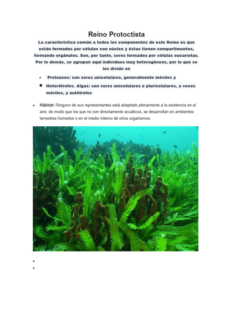 Reino Protoctista: Hábitat: Ninguno de Sus Representantes Está Adaptado ...