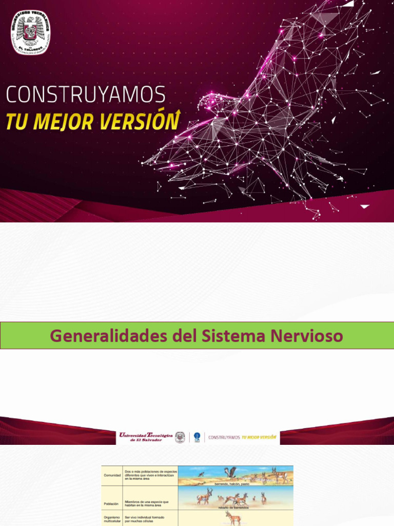 U 3 Tema 1. Generalidades Del Sistema Nervioso | PDF | Sistema nervioso | Cerebro