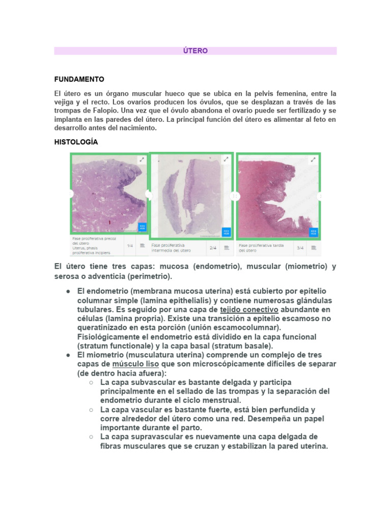 Histologia e Histotecnologia Del Utero | PDF | Útero | Vagina
