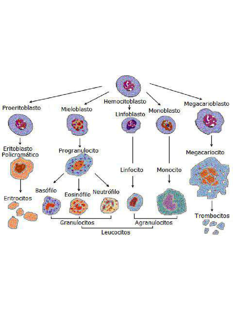 Linaje Celular | PDF