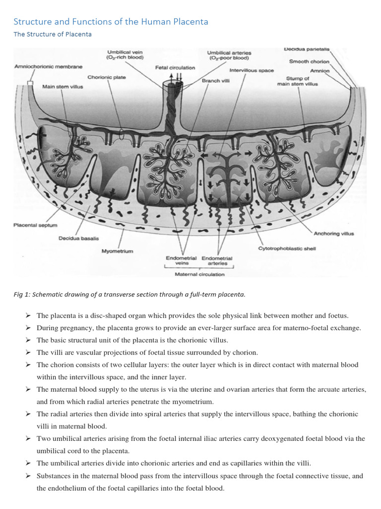 Lesson 5 - Structure and Functions of The Human Placenta | PDF | Placenta | Artery