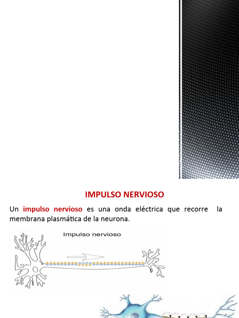 impulso nervioso | PDF | Sinapsis | Potencial de acción