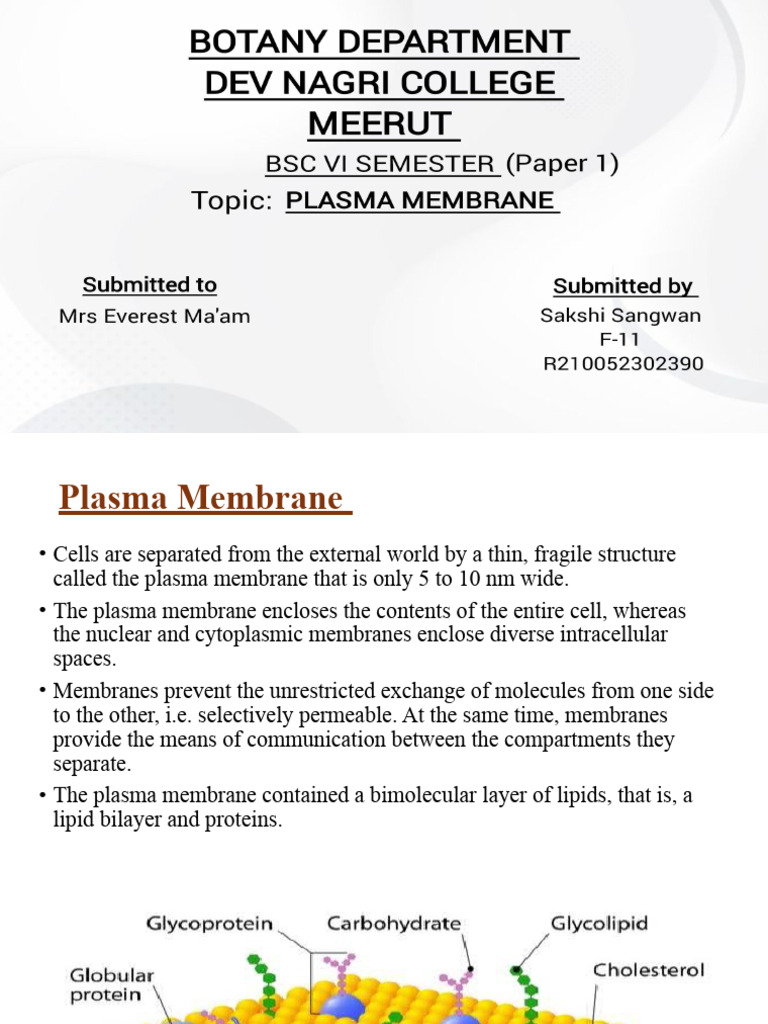 Plasma Membrane | PDF | Cell Membrane | Lipid Bilayer