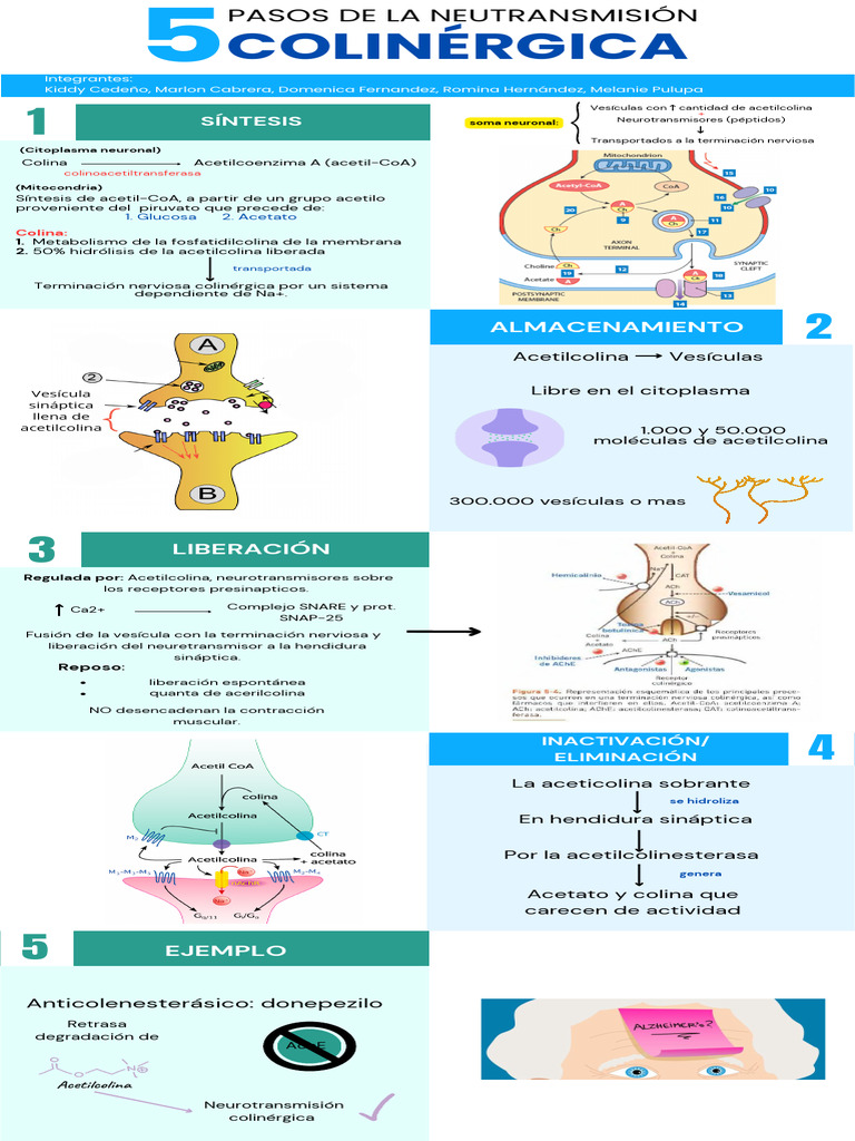 Neurotransmisión colinérgica y donepezilo | PDF | Acetilcolina | Bioquímica