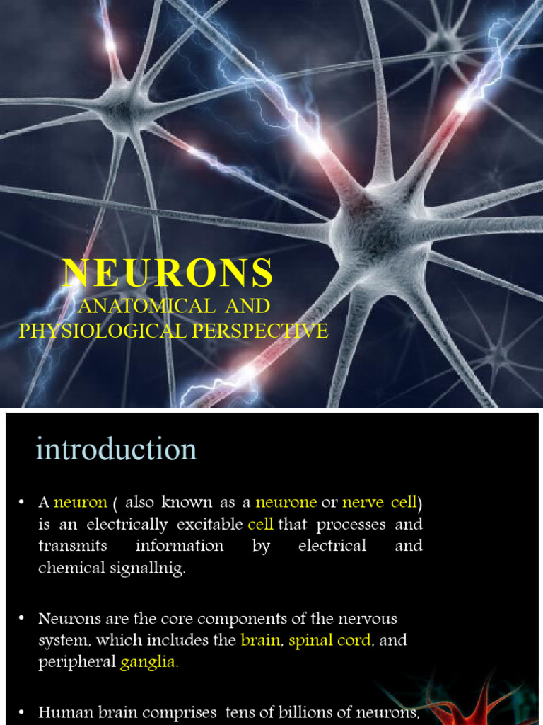 Neurons 130508030319 Phpapp01 | PDF | Neuron | Axon