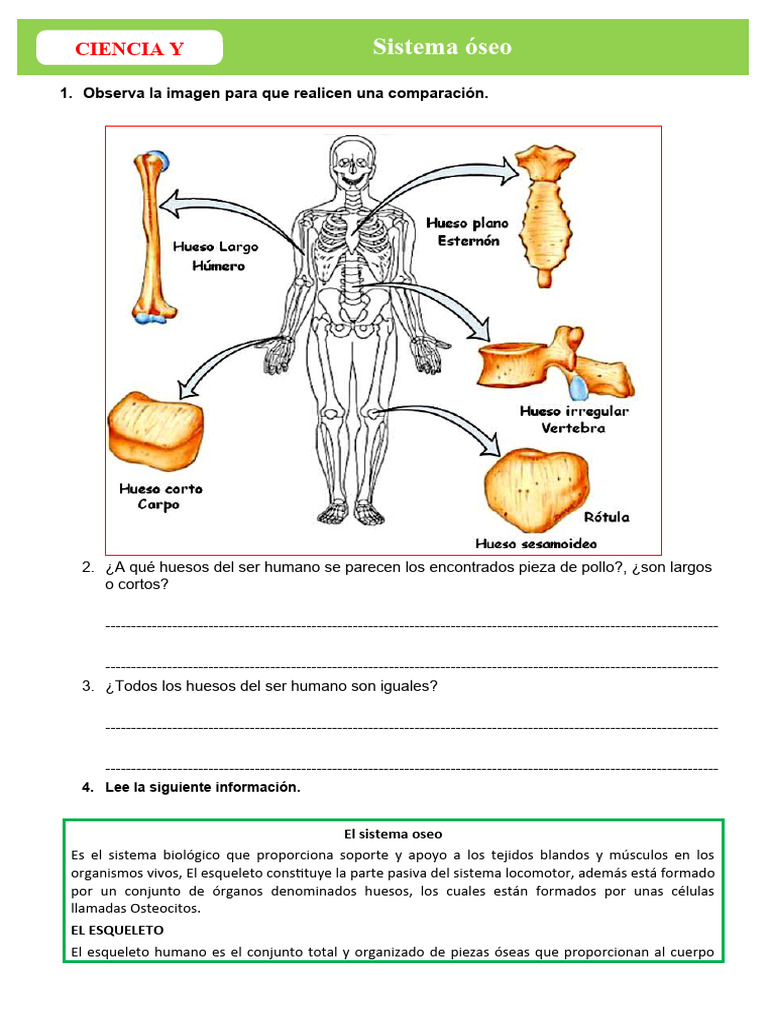 D2 A3 FICHA CT. Sistema Óseo | PDF | Esqueleto | Hueso