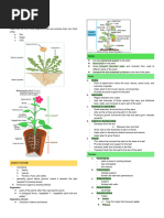 Parts of The Plant PPT Presentation | PDF | Leaf | Flowers