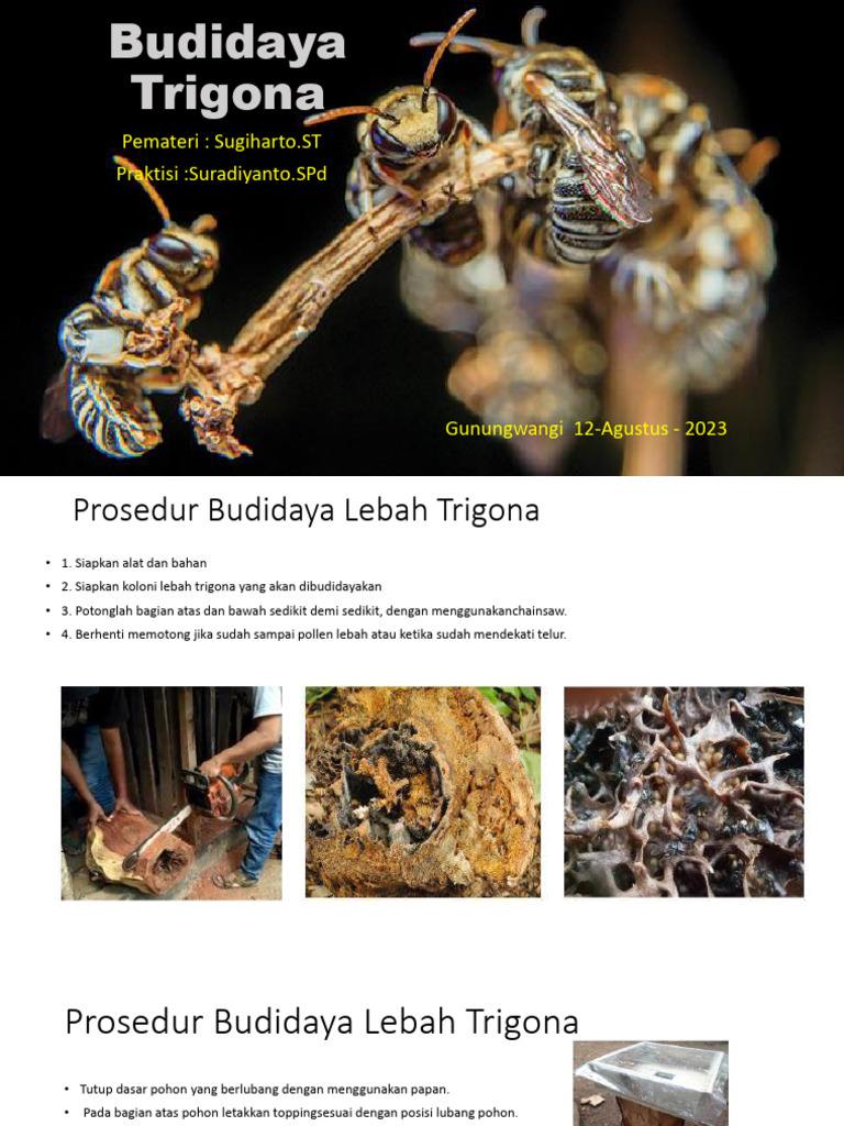 Budidaya Trigona | PDF | Griya & Taman | Sains & Matematika