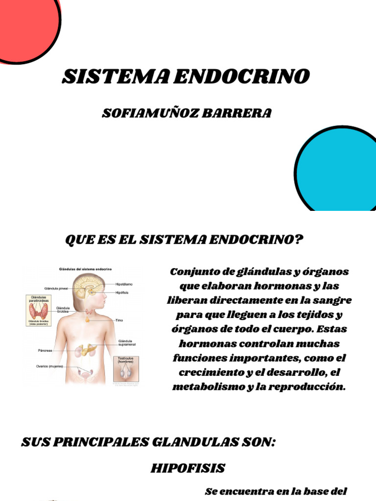 Sistema Endocrino - 20240502 - 175252 - 0000 | PDF | Sistema endocrino | Hormona