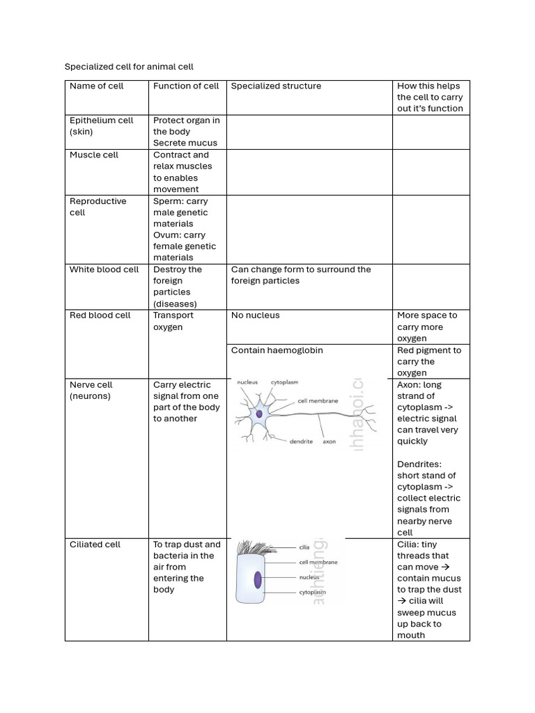 Specialized cell for animal cell | PDF | Cell (Biology) | Neuron
