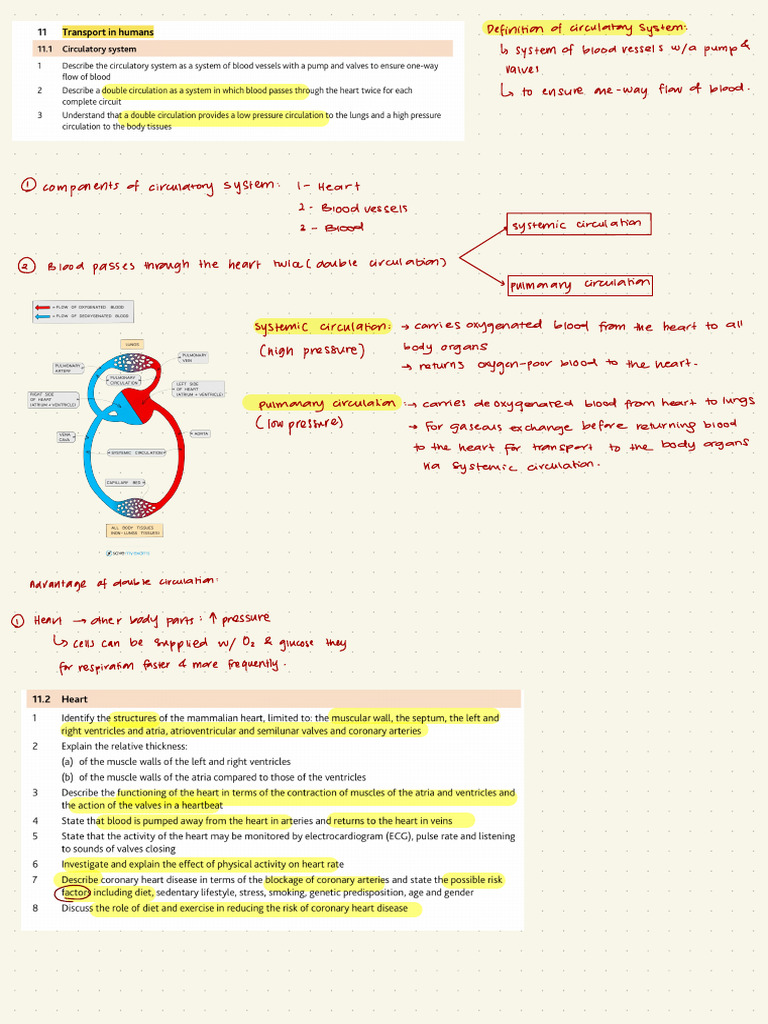 Biology O Level Summary Notes | Download Free PDF | Atrium (Heart ...