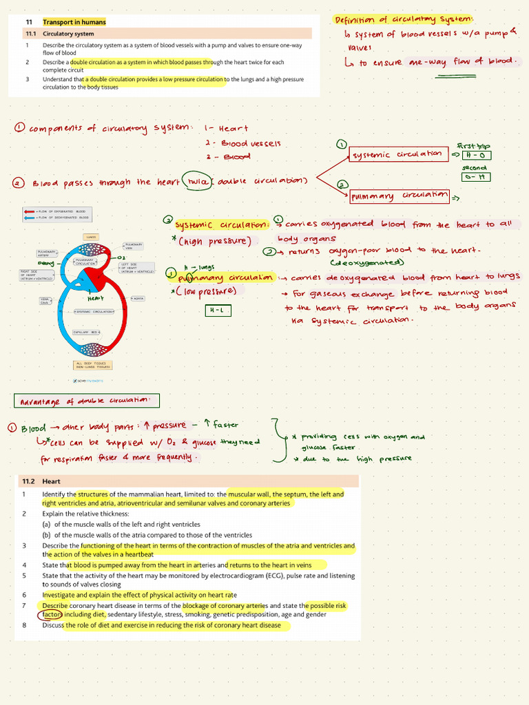 Biology O Level Summary Notes | PDF | Diastole | Atrium (Heart)
