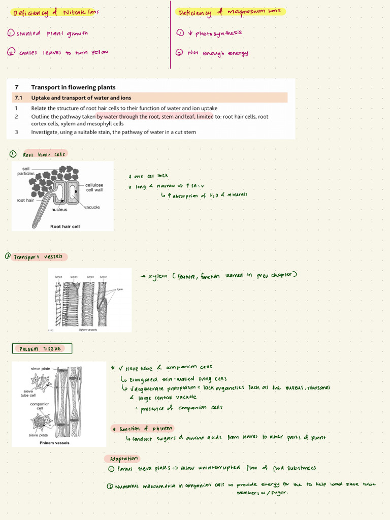 Biology O Level Summary Notes | PDF | Stoma | Root