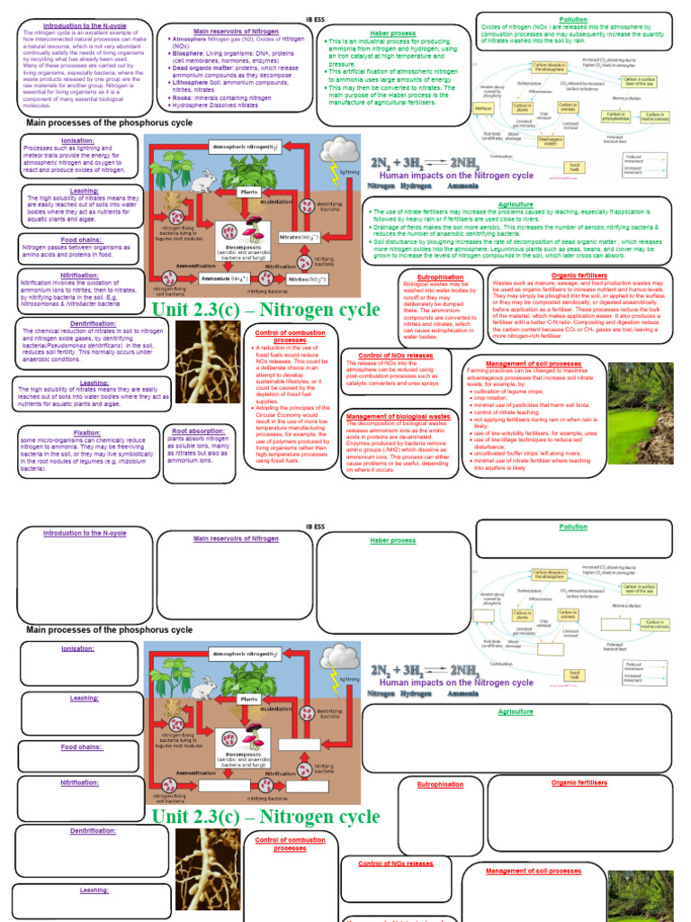 Nitrogen Cycle Processes & Impacts | PDF | Fertilizer | Soil