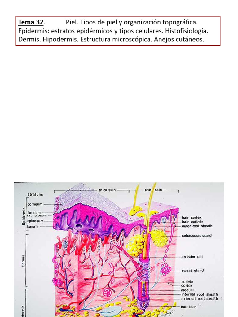 Tema 32 Piel | PDF | Piel | Epidermis
