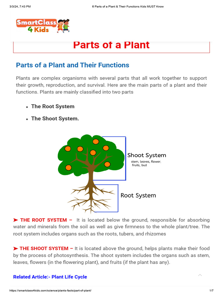 6 Parts of A Plant & Their Functions Kids MUST Know | PDF | Plant Stem ...