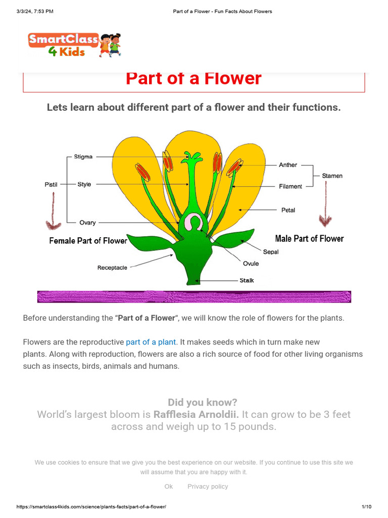 Part of A Flower - Fun Facts About Flowers | PDF | Flowers | Petal