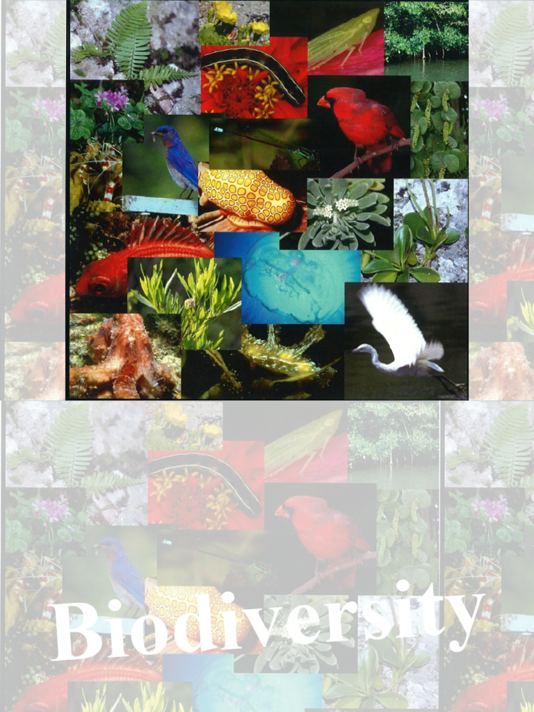 Biodiversity | Download Free PDF | Biodiversity | Biology