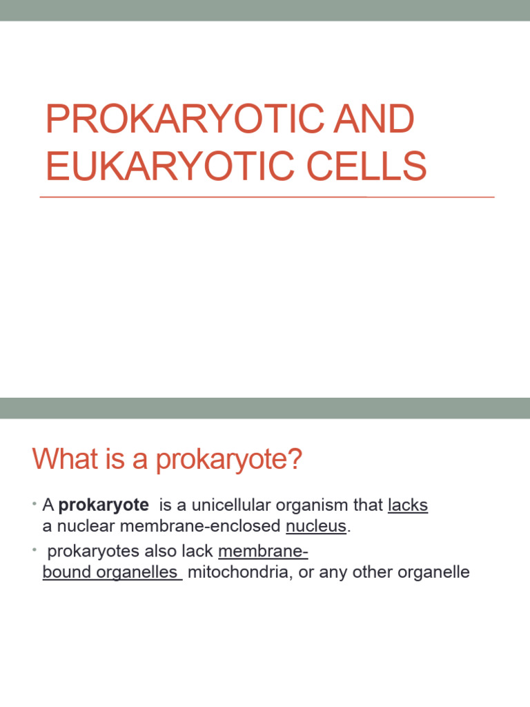 3 Prokaryotic and Eukaryotic Cells | PDF | Cell (Biology) | Eukaryotes