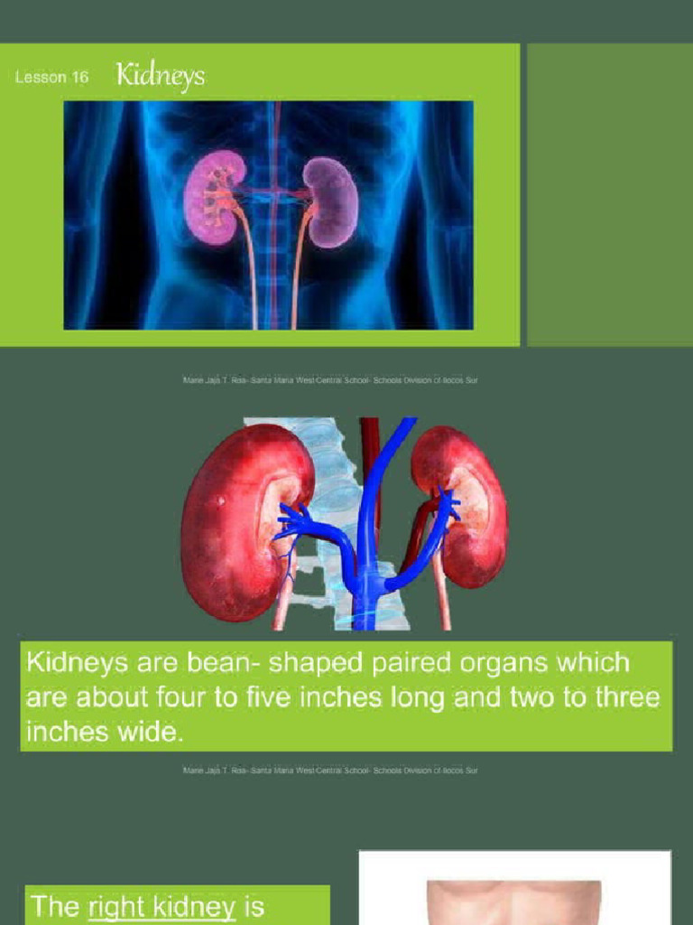 lesson-16-kidneys | PDF