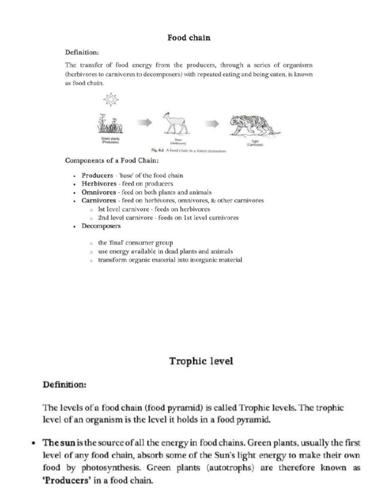 Food Chain Presentation | PDF