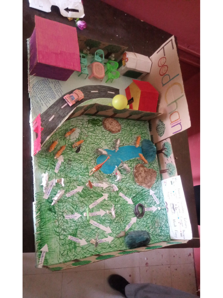 Food Chain Model by Sir Faqraz | PDF