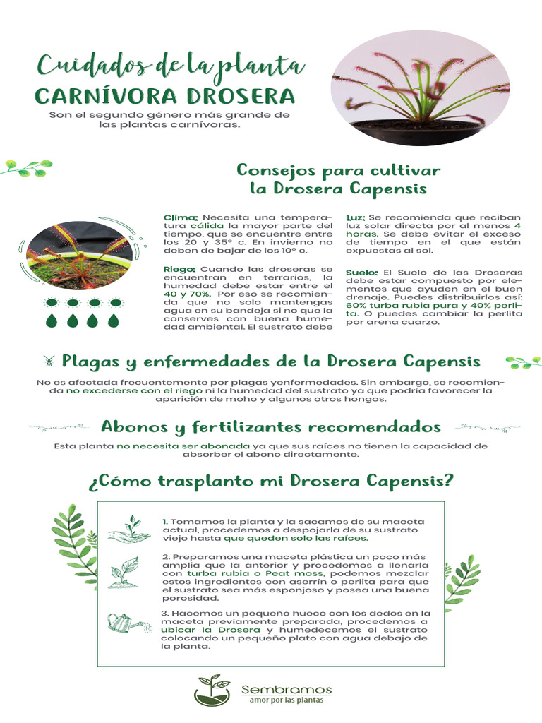 Guia de Cuidado Drosera Capensis | PDF | Fertilizante | Botánica