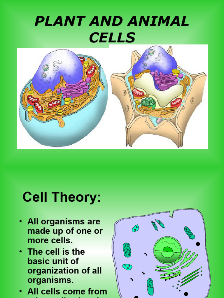 3D Structure of Plant Cells Explained | PDF | Endoplasmic Reticulum ...