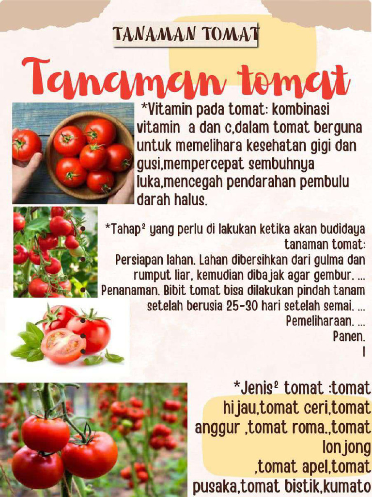 Leaflet Materi Tomat | PDF
