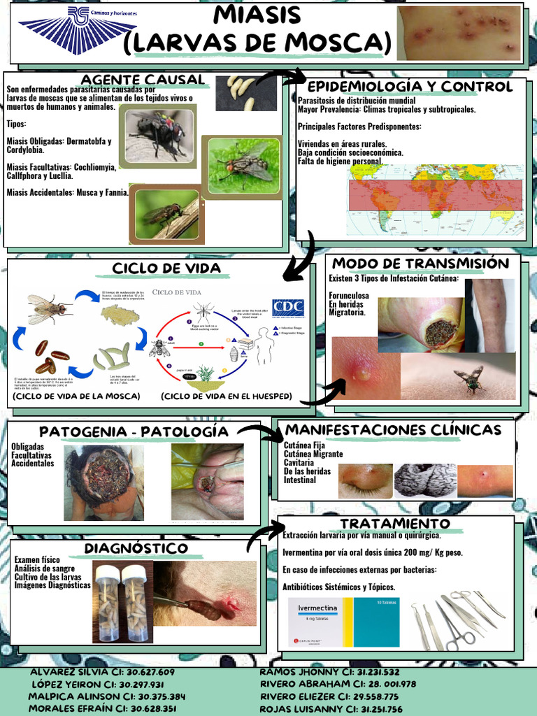 Miasis: Diagnóstico y Tratamiento Efectivo | PDF | Ciencias de la Salud ...
