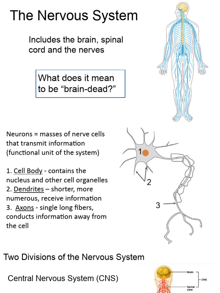 Overview of the Nervous System Functions | PDF | Myelin | Neurotransmitter