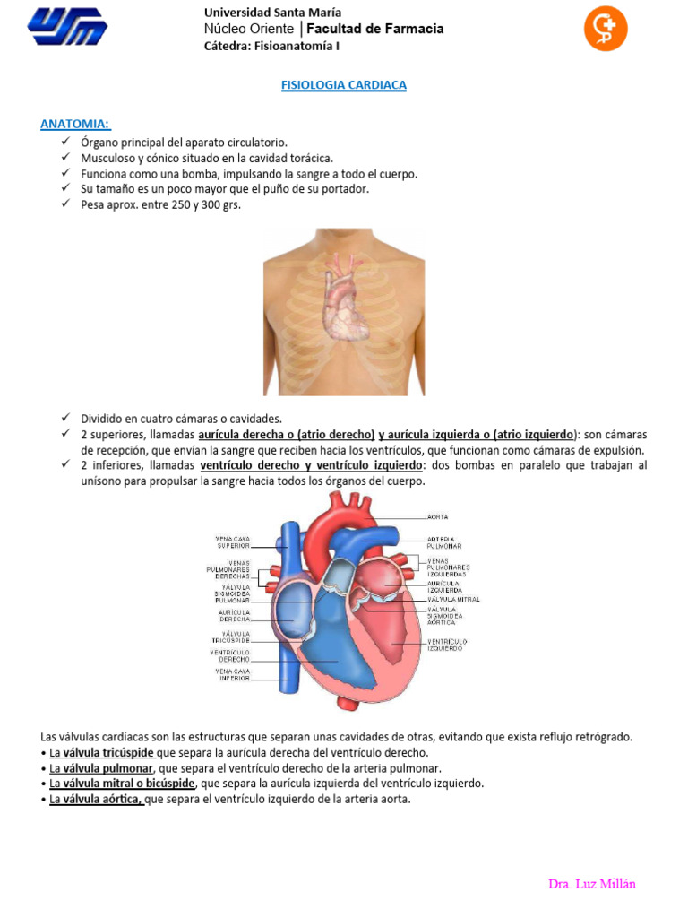 Fisiología Cardiaca - USM - Fisioanatomía I - Dra. Luz Millán | PDF | Corazón | Electrocardiografia