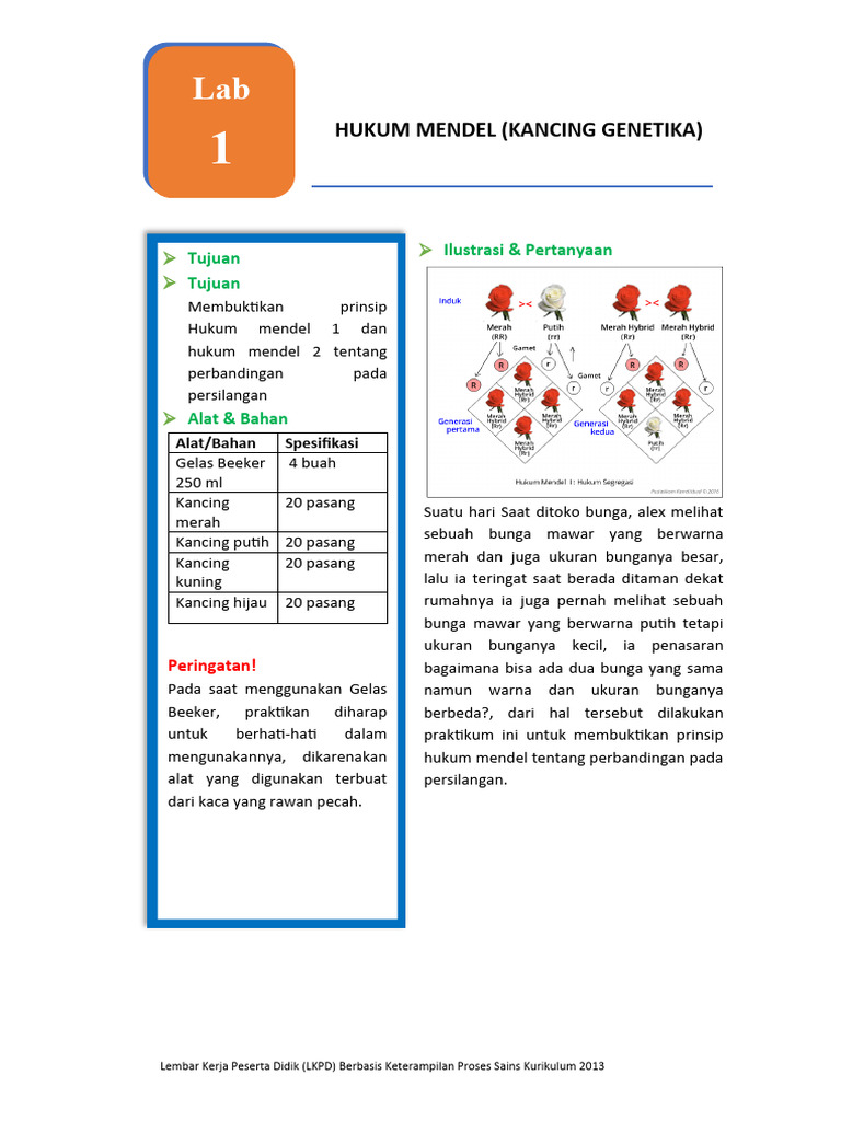 Hukum Mendel: LKPD Genetika K13 | PDF