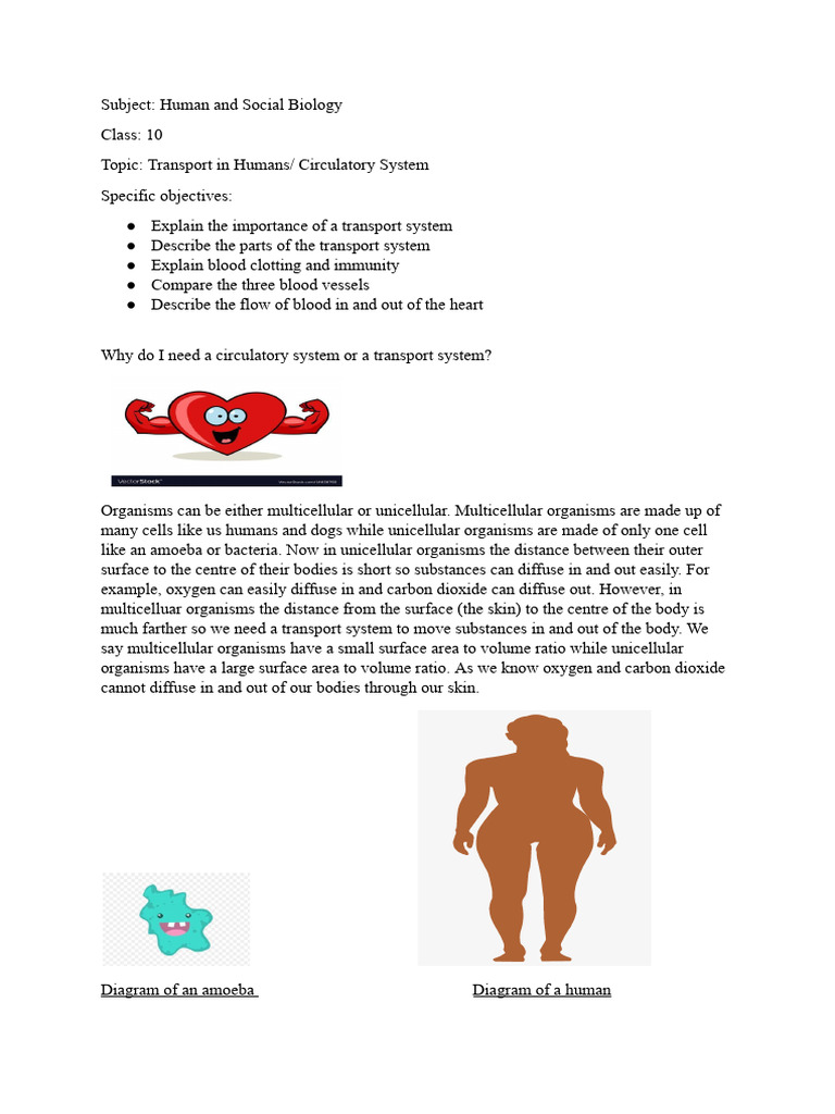 Transport System HSB | PDF | Heart | Atrium (Heart)