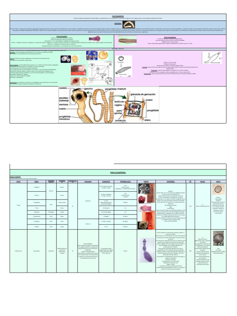 Cuadro Cestodes | PDF | Zoología | Biología