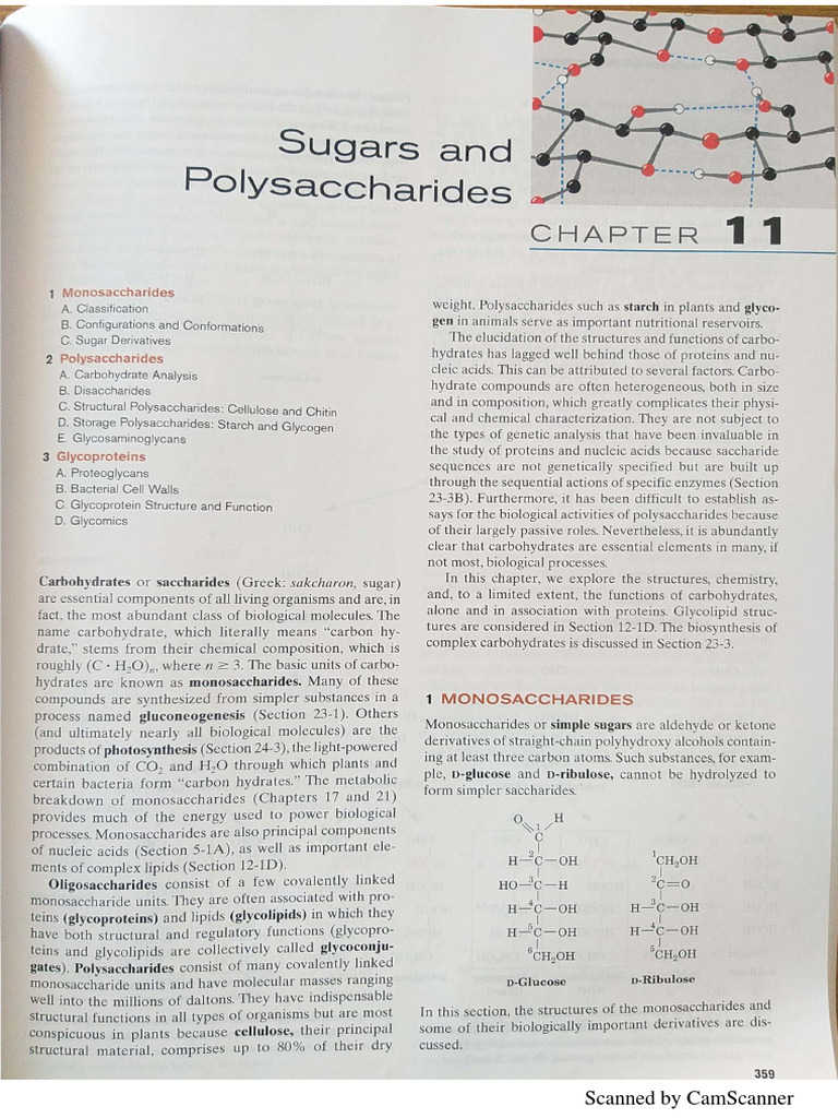 Polysaccharides | PDF