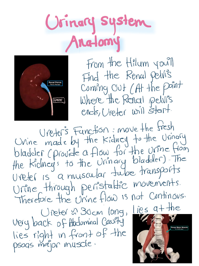 Urinary System Anatomy | PDF