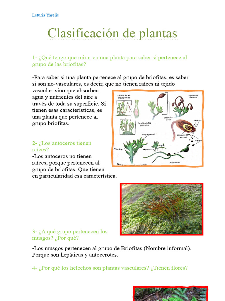 Clasificación de Plantas: Vasc. y No Vasc. | PDF