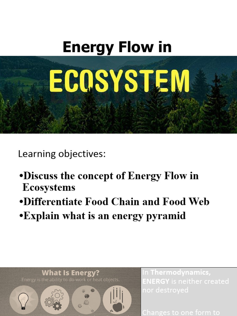 L2 - Energy Flow in Ecosystems | PDF