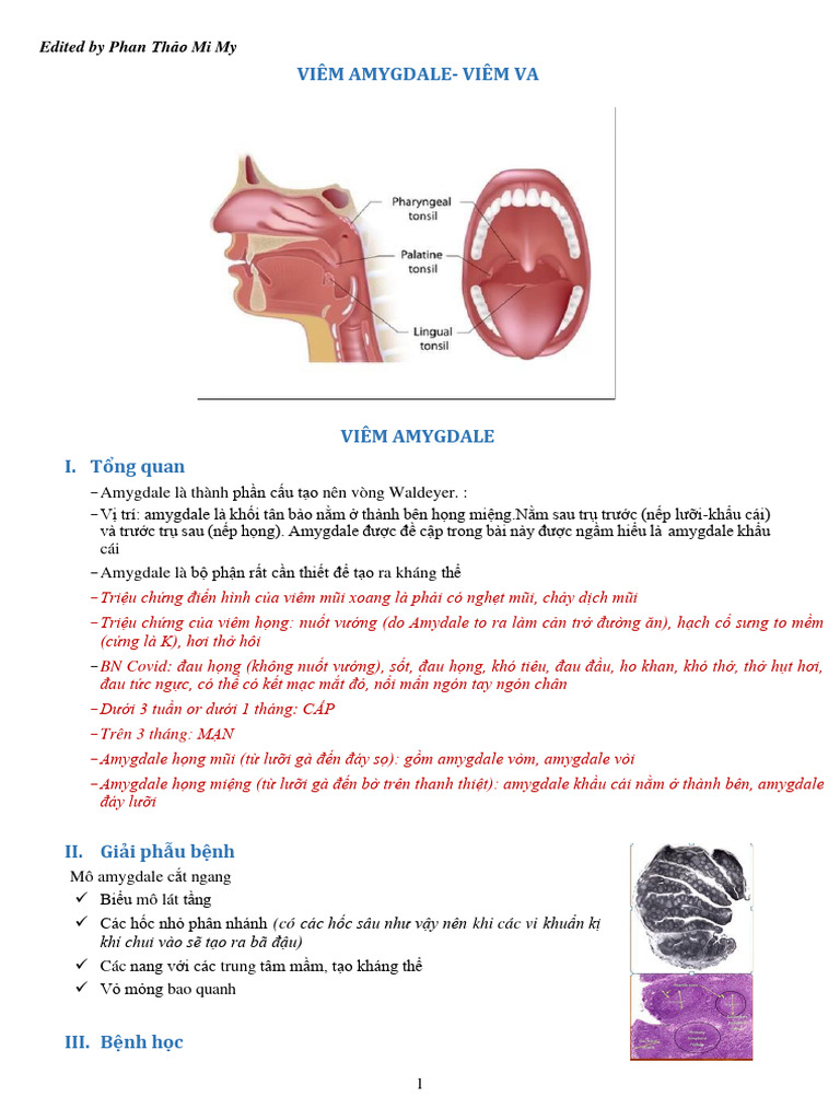 Viêm Amygdale | PDF