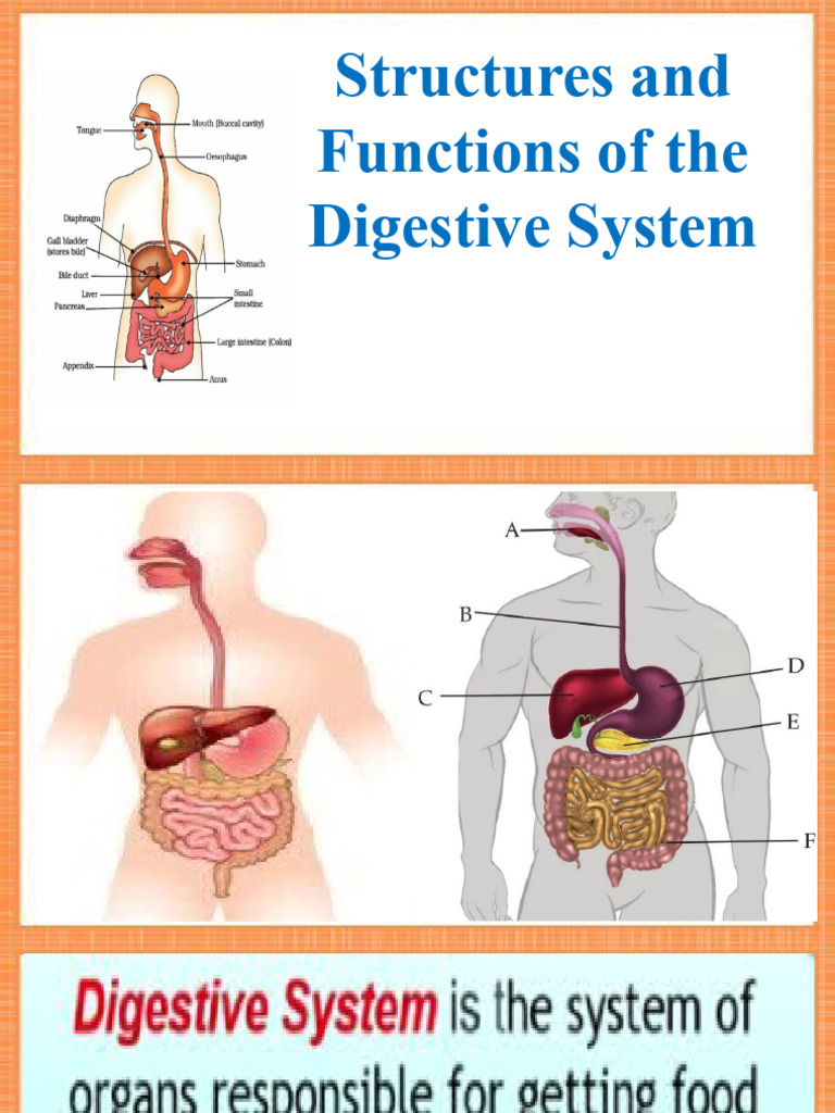 Module 1 DIGESTIVE SYSTEM | PDF | Digestion | Human Digestive System