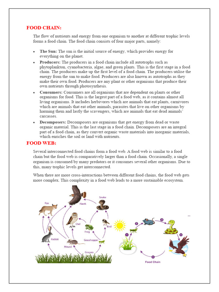 EVS Imp | PDF | Food Web | Soil