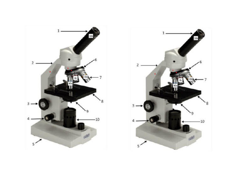 Microscope (Digital Copy) | PDF