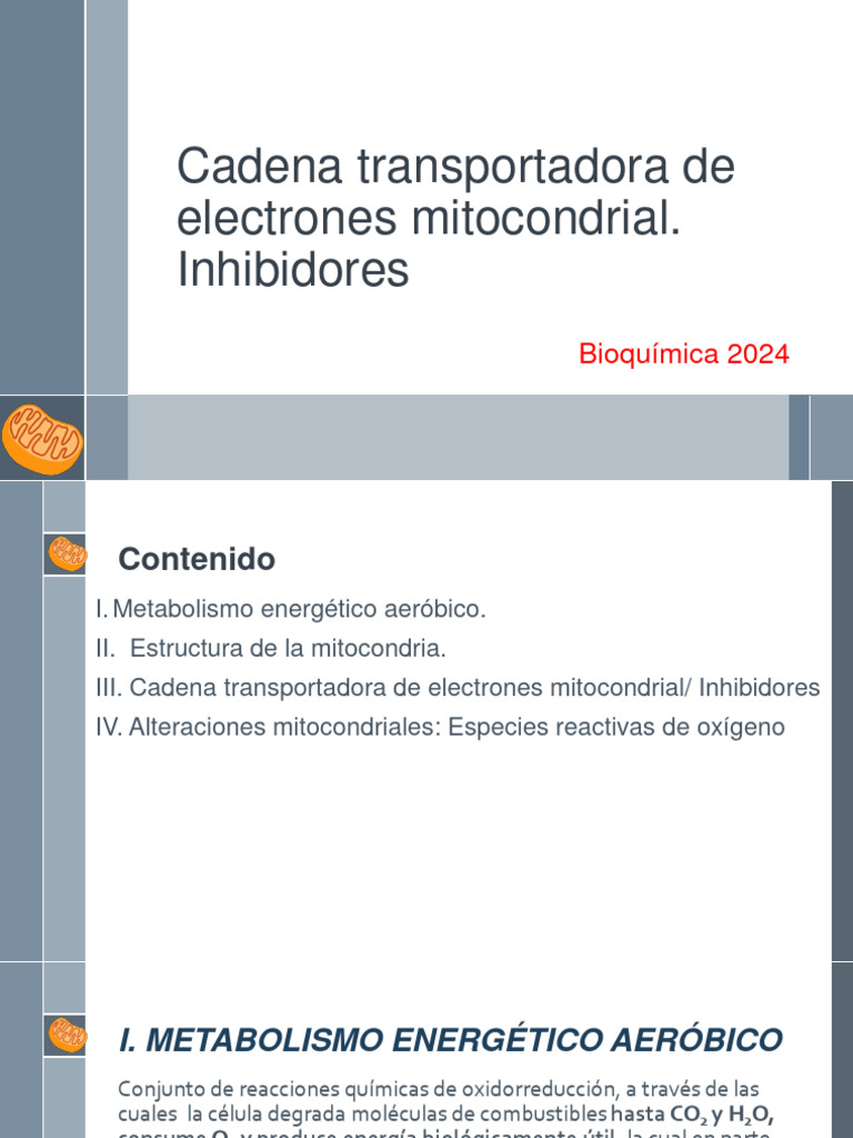 Clase Mitocondria Estructura Cadena Respiratoria - Inhibidores 2024 | PDF | Cadena de transporte ...