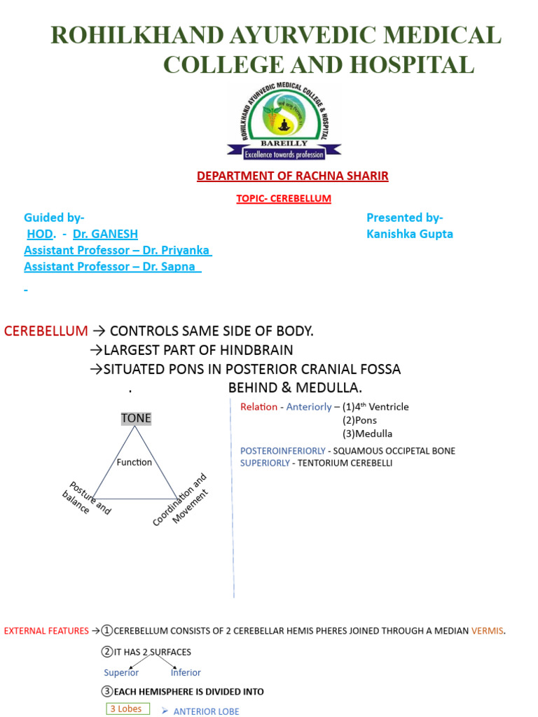Cerebellum Kanishka | PDF | Cerebellum | Anatomy