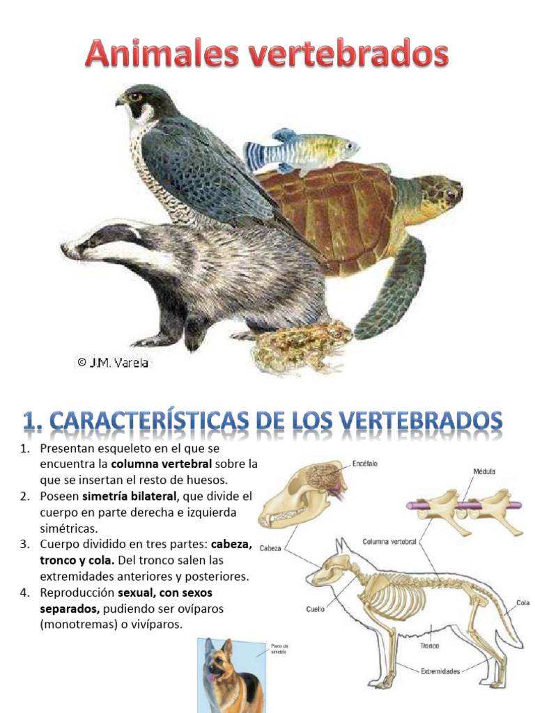 Presentacion 1 Vertebrados | PDF | Branquia | Pescado