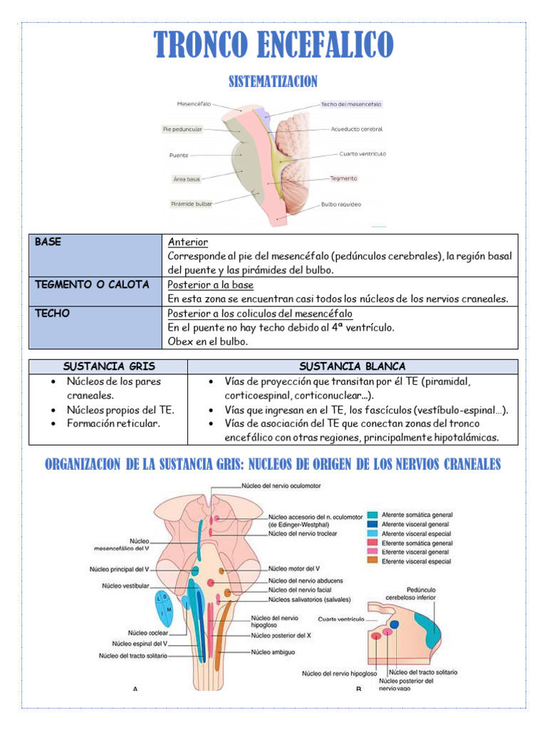 Anatomía - Tronco Encefálico | PDF | Anatomía | Neuroanatomía