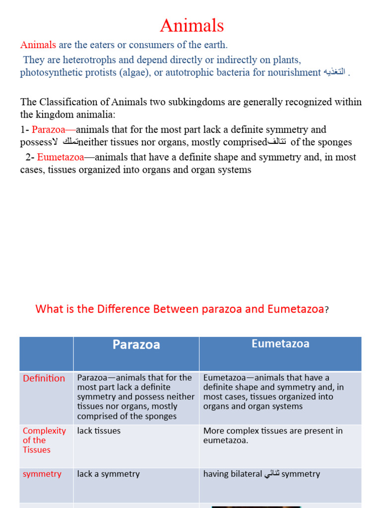 (a)ANIMAL-1 (2) | PDF | Invertebrate | Biology