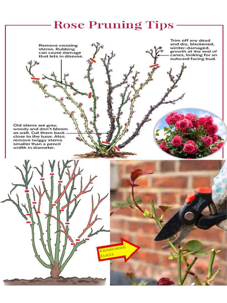 rose pruning | PDF